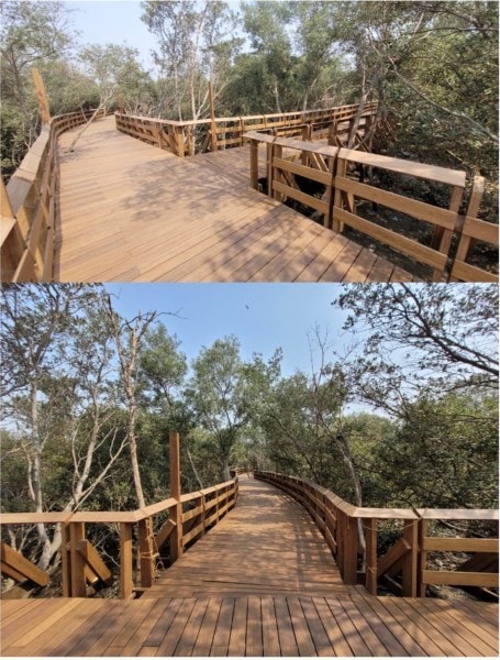 Changing City: Gorai Mangrove Park – A model of environmental harmony ...