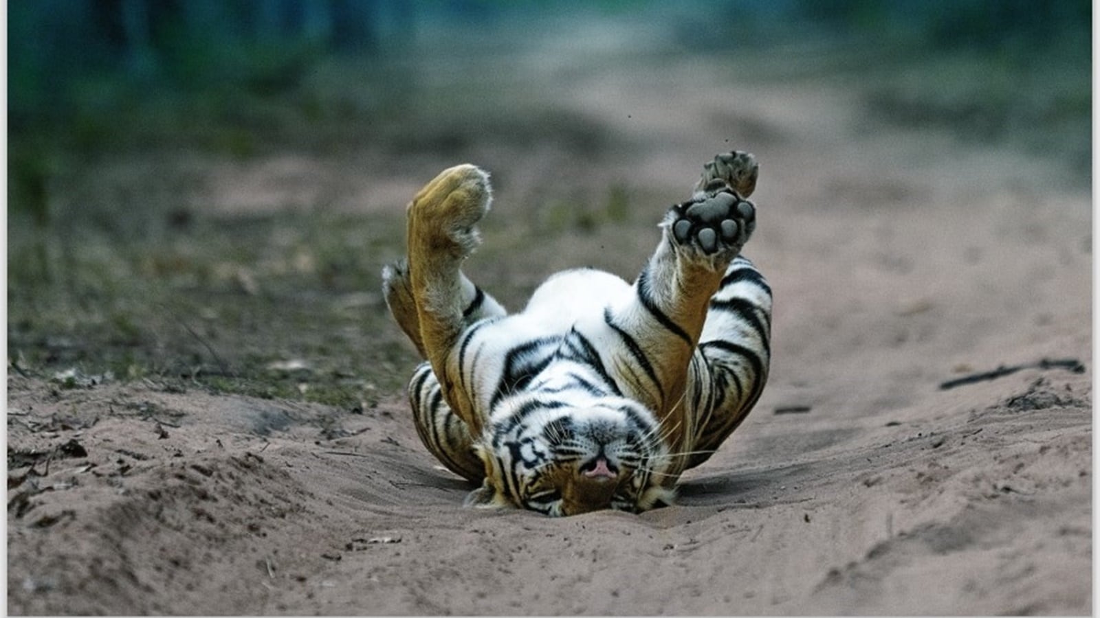 Top cardiac surgeon Dr Ramakanta Panda’s awe-inspiring wildlife clicks ...