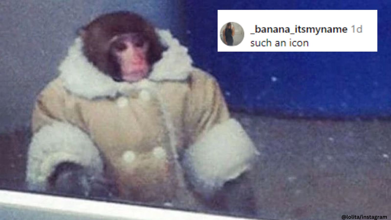 Darwin, the monkey found roaming in Toronto IKEA, lands in sanctuary 11 ...