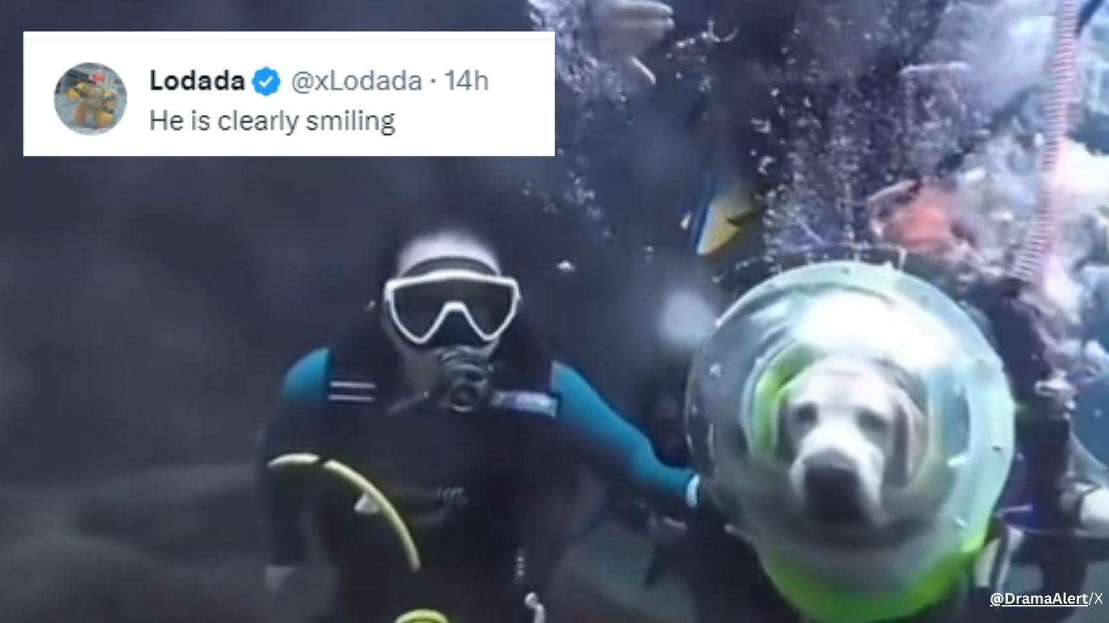 Deep-sea diving video of dog goes viral; netizens divided. Watch ...