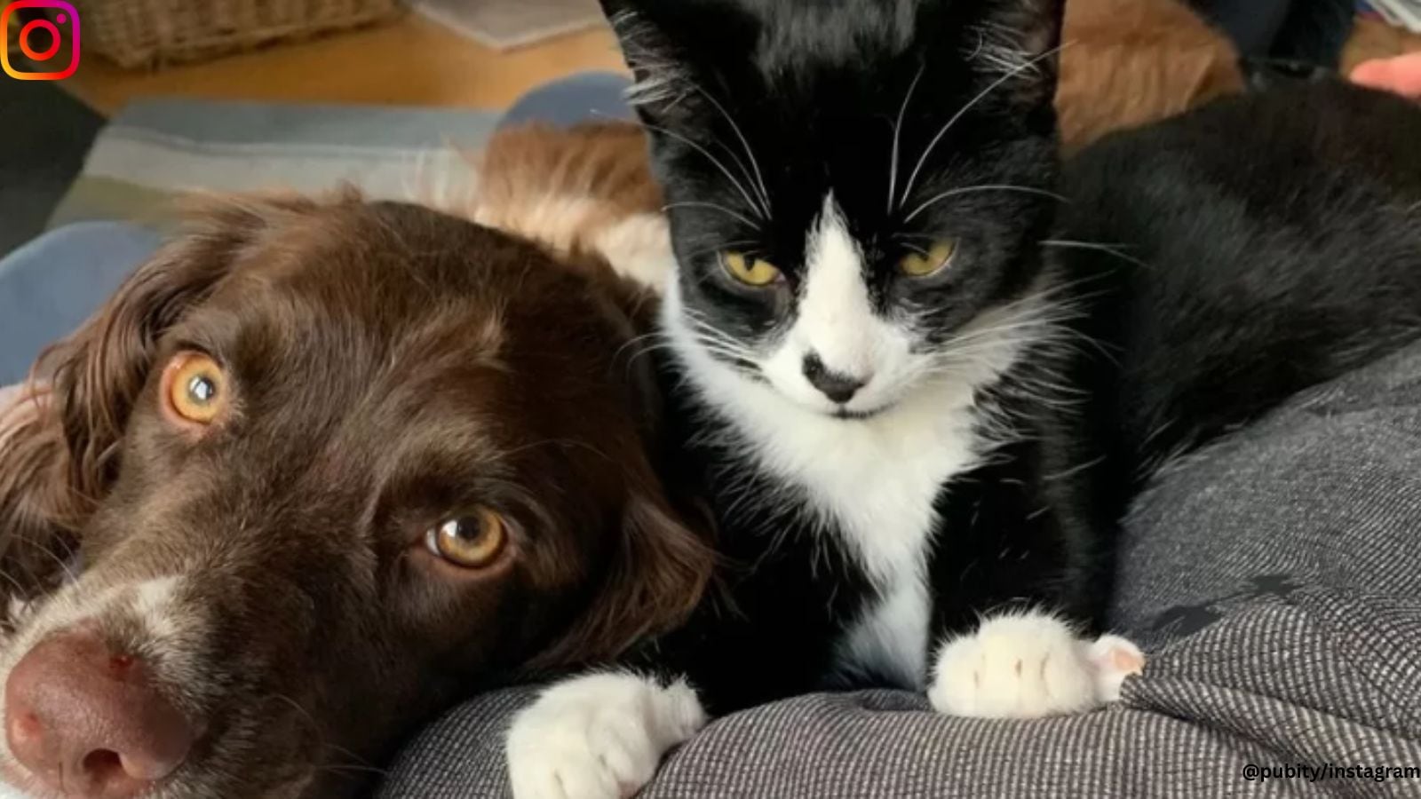 Dog takes owner to rescue its cat friend trapped in 100 feet mineshaft ...