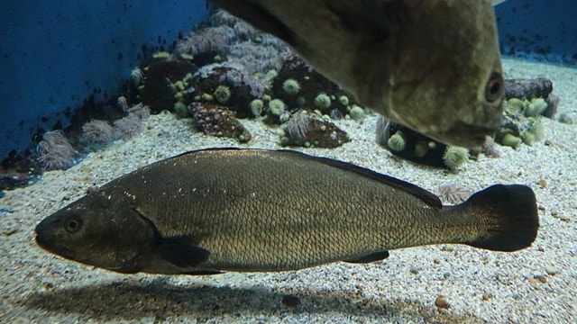 Pakistani fisherman becomes millionaire overnight after selling rare ...