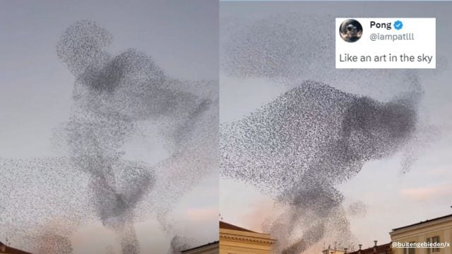 Mesmerising starling murmuration takeover Roman skies | Trending News ...
