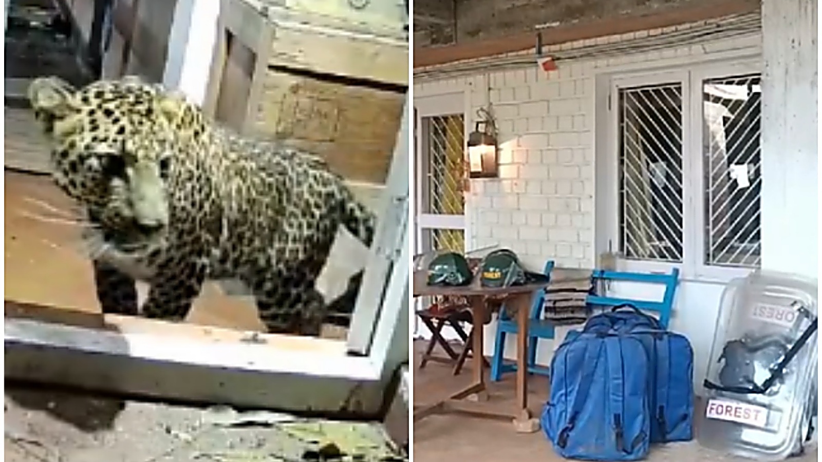 Chasing dog, leopard enters house in Tamil Nadu’s Nilgiris, 3 people ...