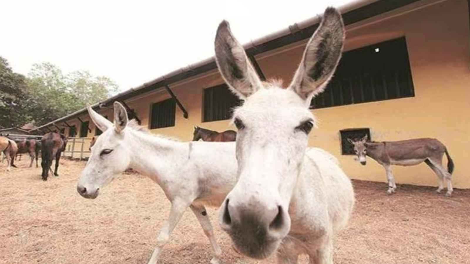 Donkey milk costliest, selling at Rs 1,350 a litre, says Rupala ...