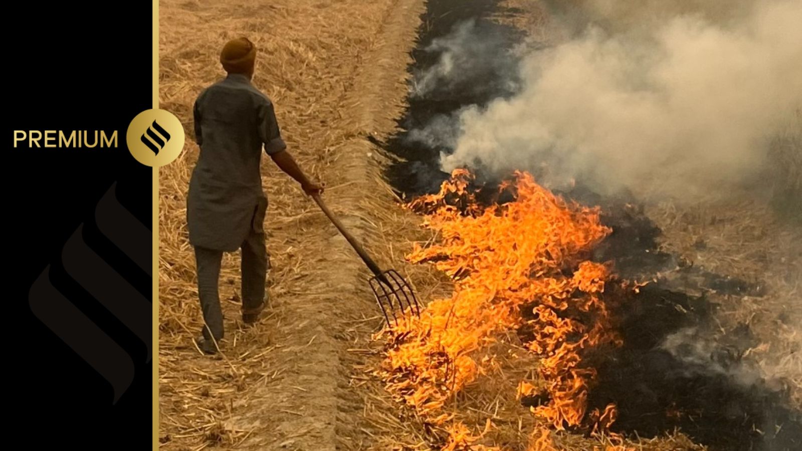 In Punjab’s farm fire epicentre, farmers blame paddy variety, lack of ...