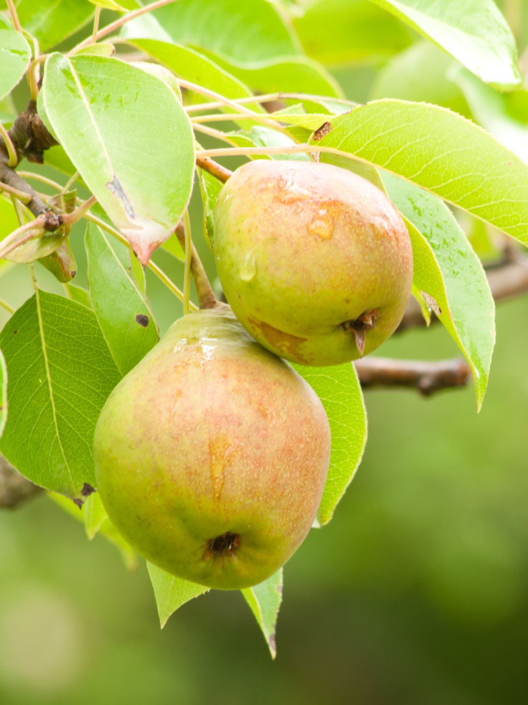 Pear Fruit Benefits In Pregnancy