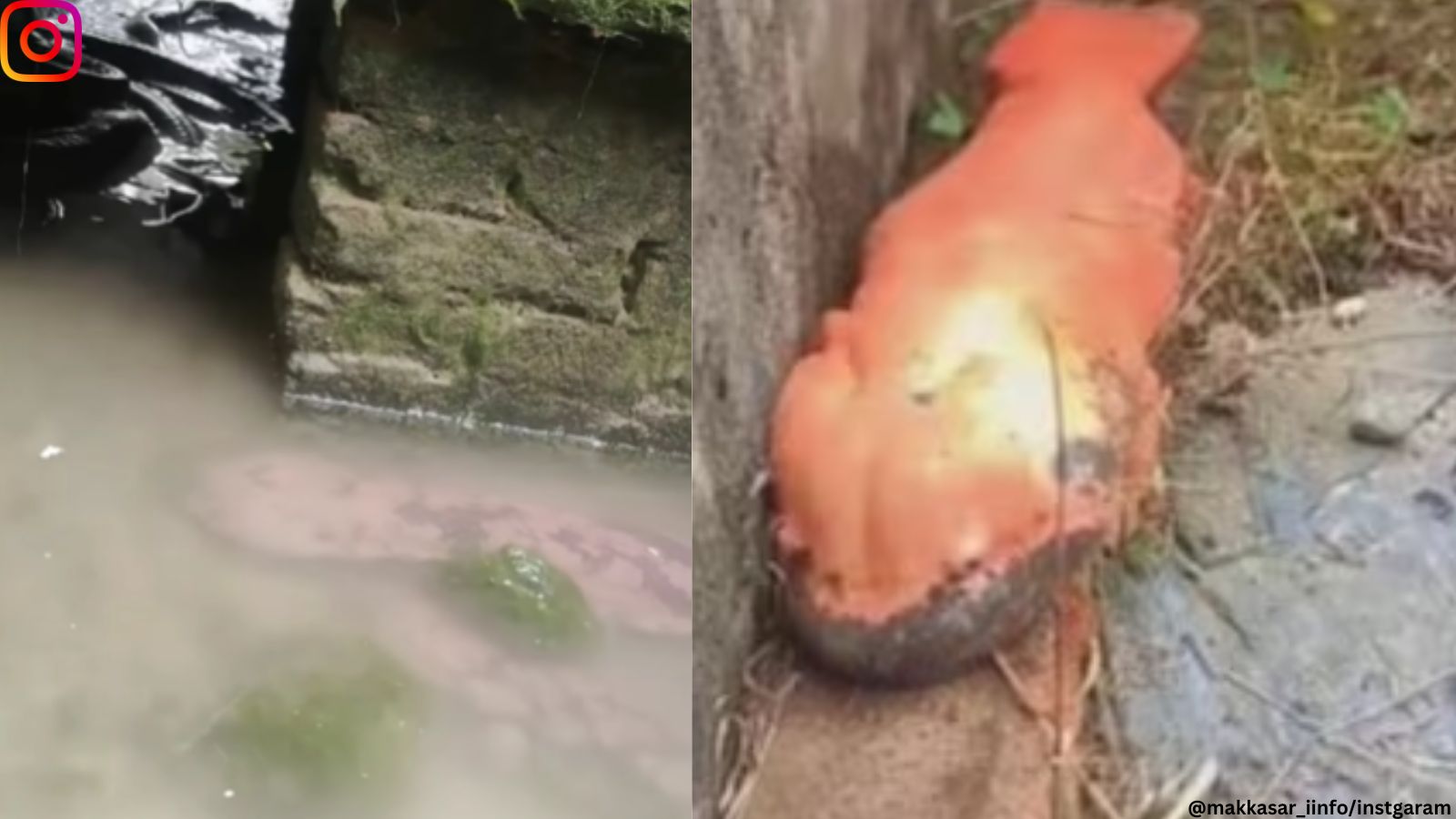 Old video of giant ancient salamanders discovered in southwest China ...