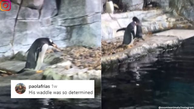 Male penguin’s ‘proposal’ with a stone captivates the internet ...