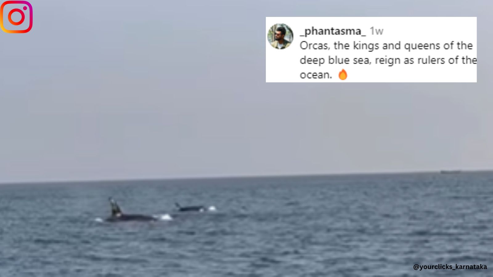 Watch: Orcas spotted off the unlikely waters of India’s west coast ...