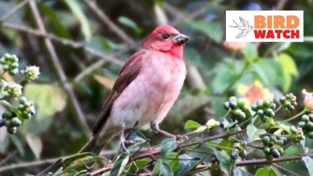 Bird Watch: The size of a sparrow, Common Rosefinch loves to feast on ...