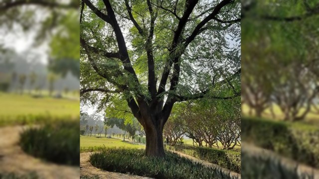 BMC begins drive to boost tree cover | Mumbai News - The Indian Express