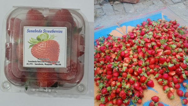 A strawberry success story from Odisha | India News - The Indian Express
