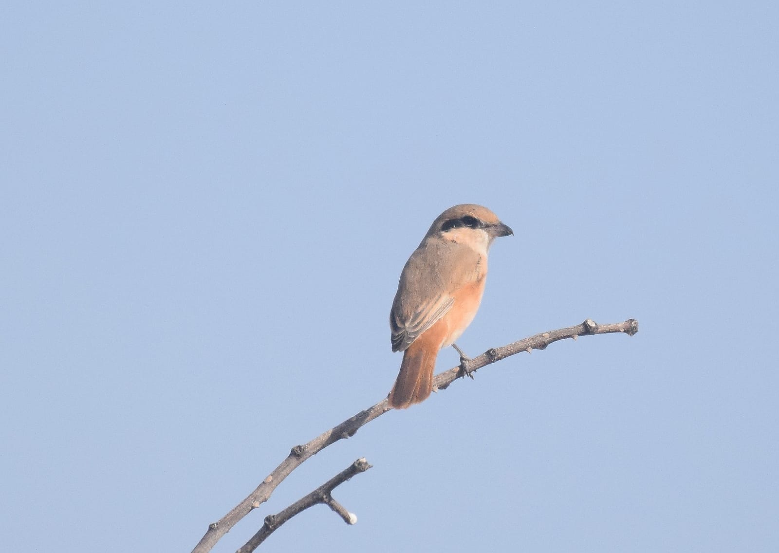 Transnational Nadabet wetland in focus as statewide bird count begins ...