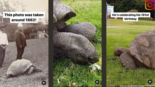 World’s oldest living land animal, a tortoise, turns 191 | Trending ...