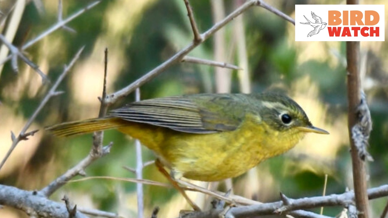 Bird Watch: Golden bush robin, songbird which migrates from mountains ...