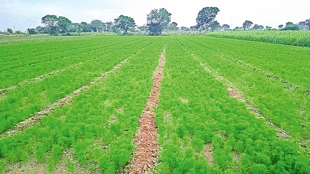 New record for cumin sowing in Gujarat, Rajasthan too sees upward trend ...