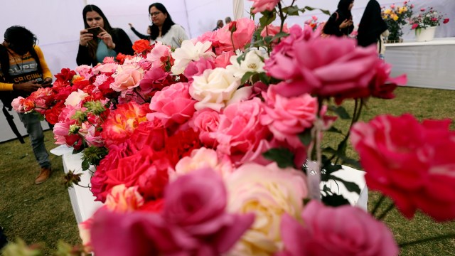 At Winter Rose Show in Delhi, over 70 varieties on display | Delhi News ...