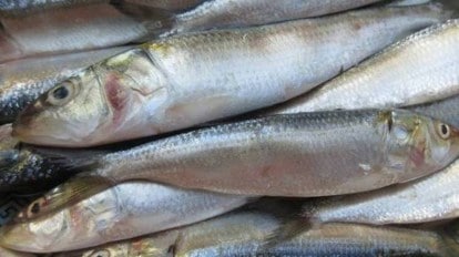 Sardine Fish Images