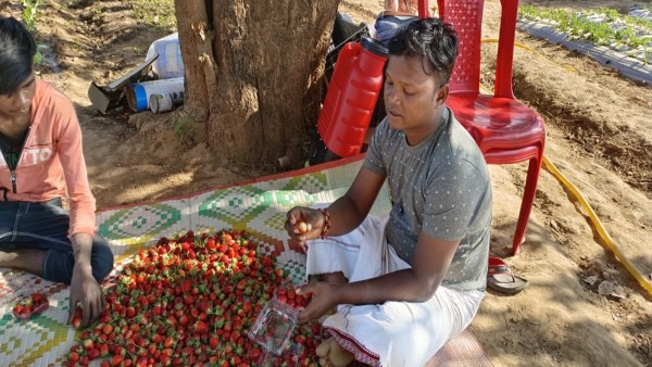 A strawberry success story from Odisha | India News - The Indian Express