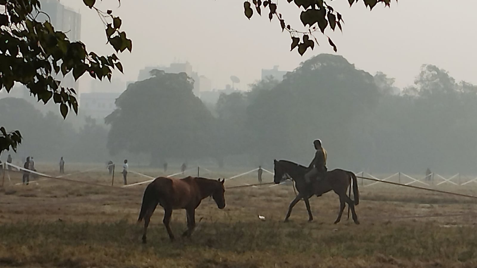 Delayed by cyclone, migratory birds begin to arrive in wetlands across ...