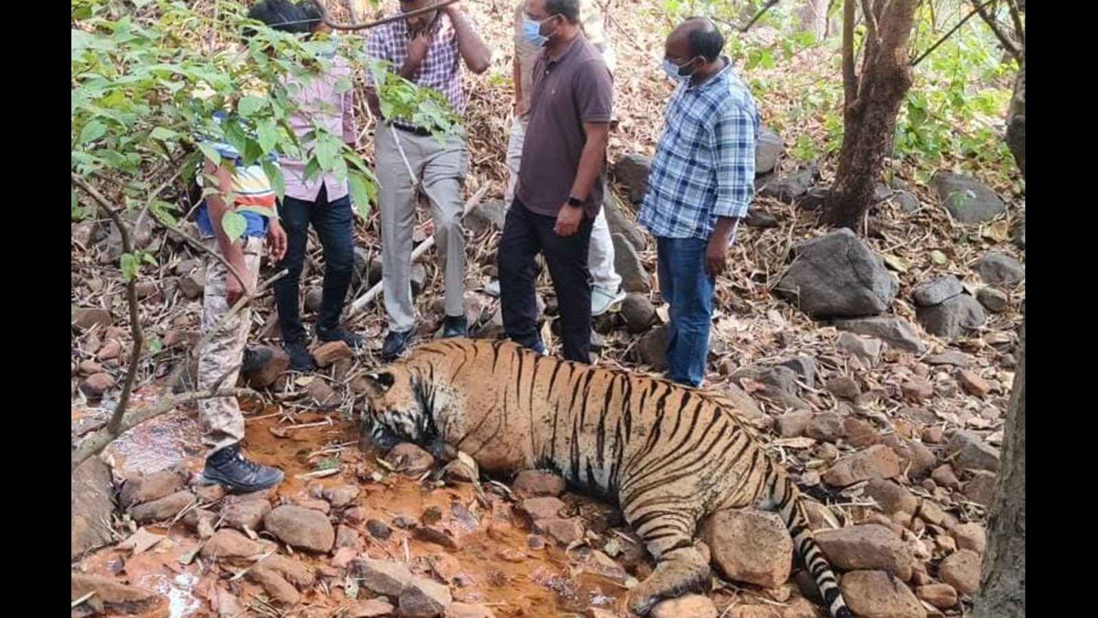 After death of a sub-adult tigress in Telangana, another tiger found ...