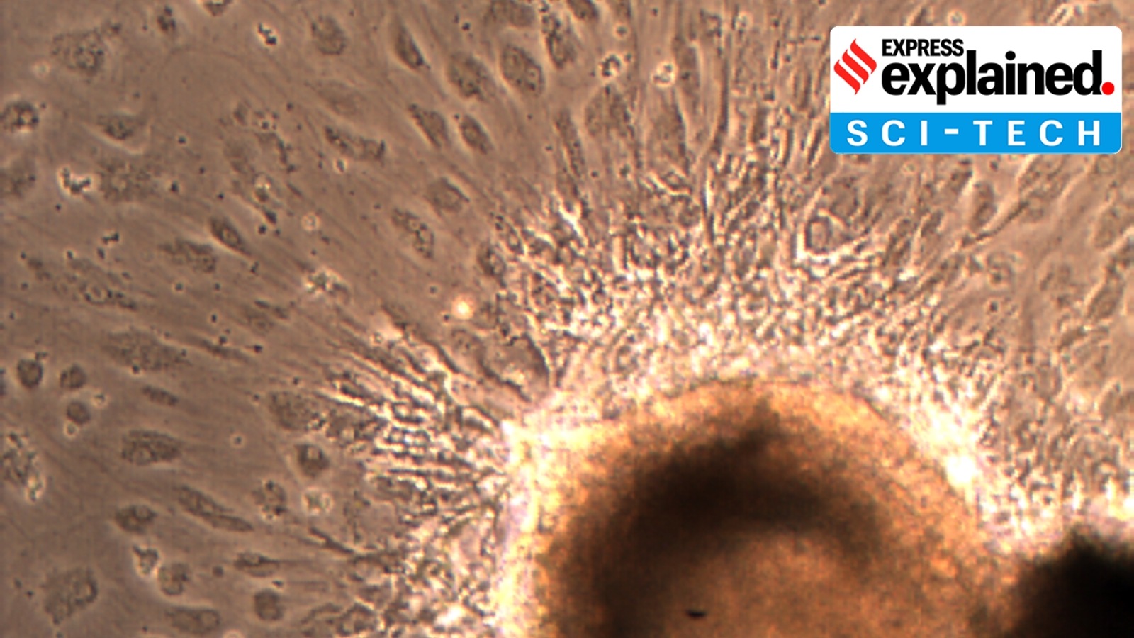 How to grow seafood outside the sea — and why a Govt lab in Kochi has ...