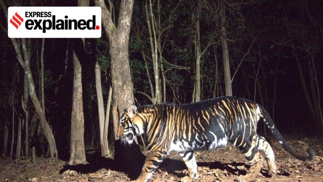 What are Odisha’s famous black tigers, and why is the state planning a ...