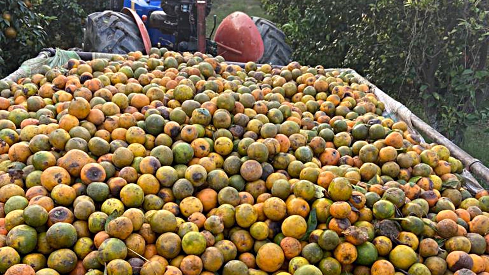 Take kinnow to Ayodhya, use it for langar on January 22: Farmers to ...