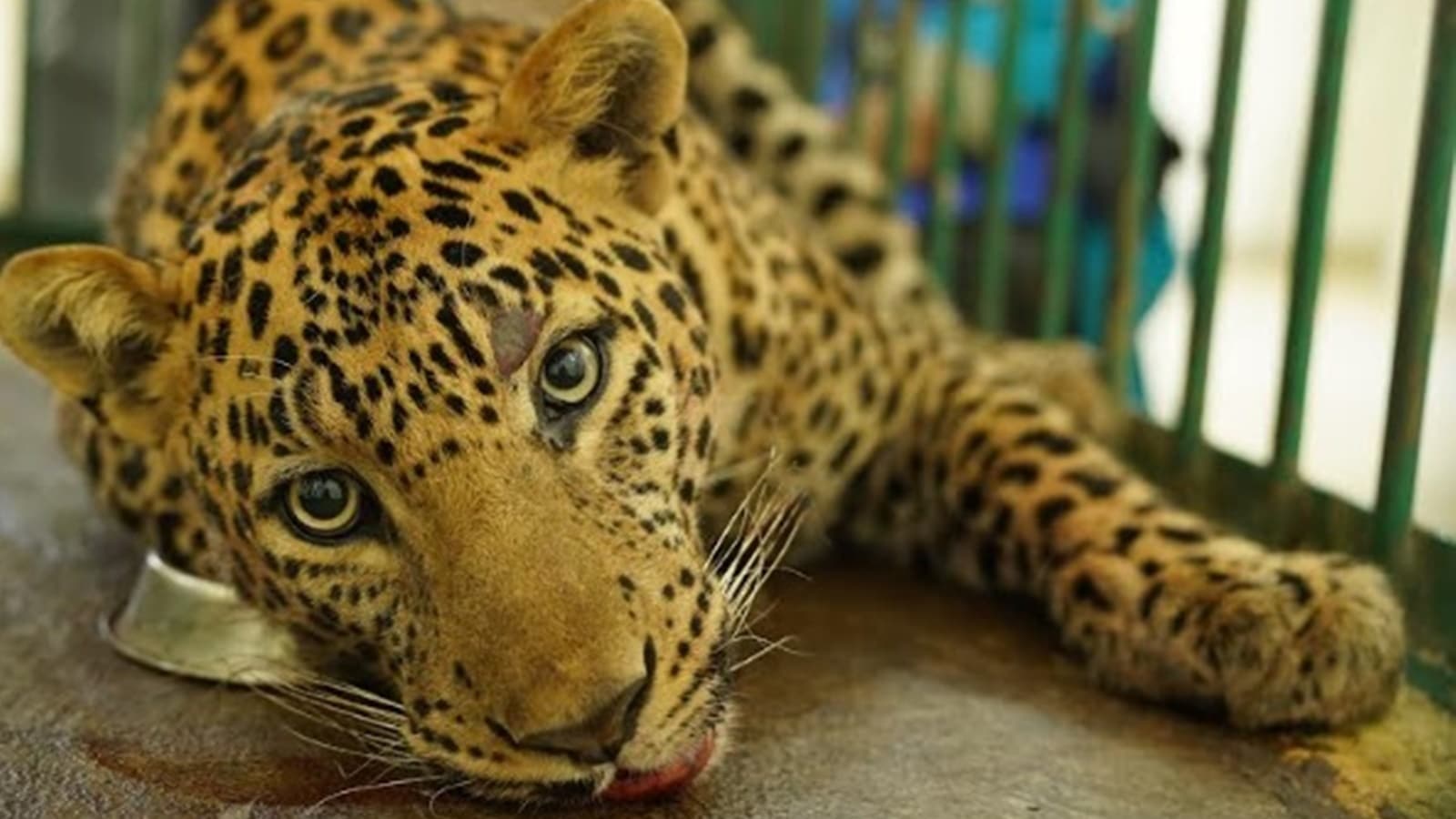 Leopard, injured in Pune-Nashik highway accident, rescued | Pune News ...