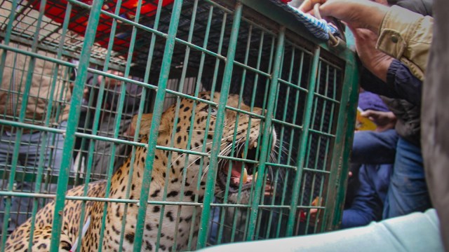Leopard enters house in Gurgaon, rescued five hours later | Delhi News ...