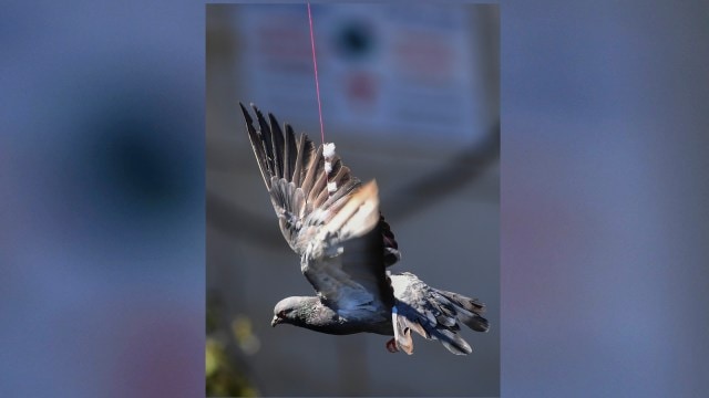 Makar Sakranti: 30 birds hurt by kite strings in Mumbai | Mumbai News ...