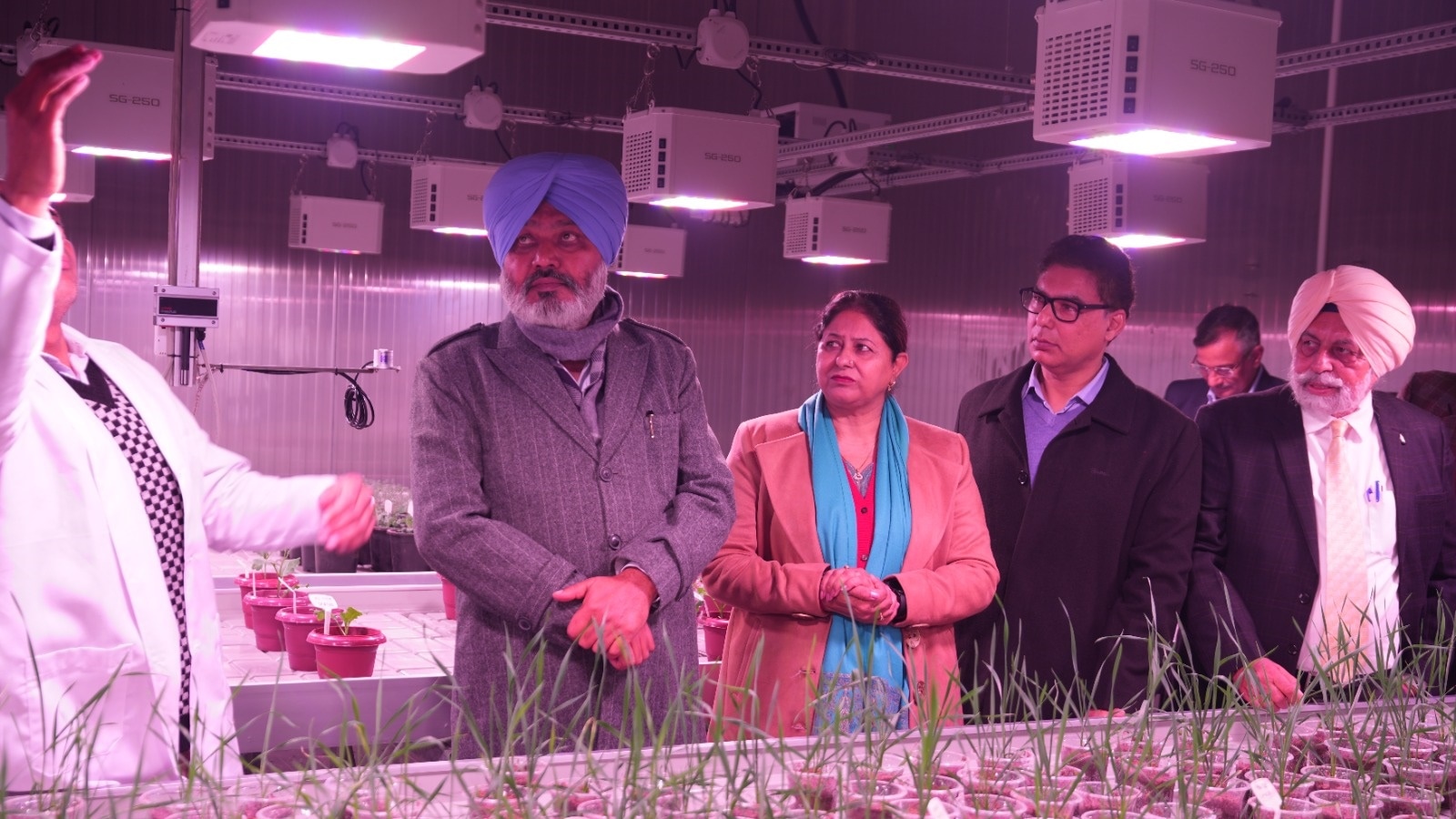 PAU unveils speed breeding facility yielding wheat in just 60-65 days ...
