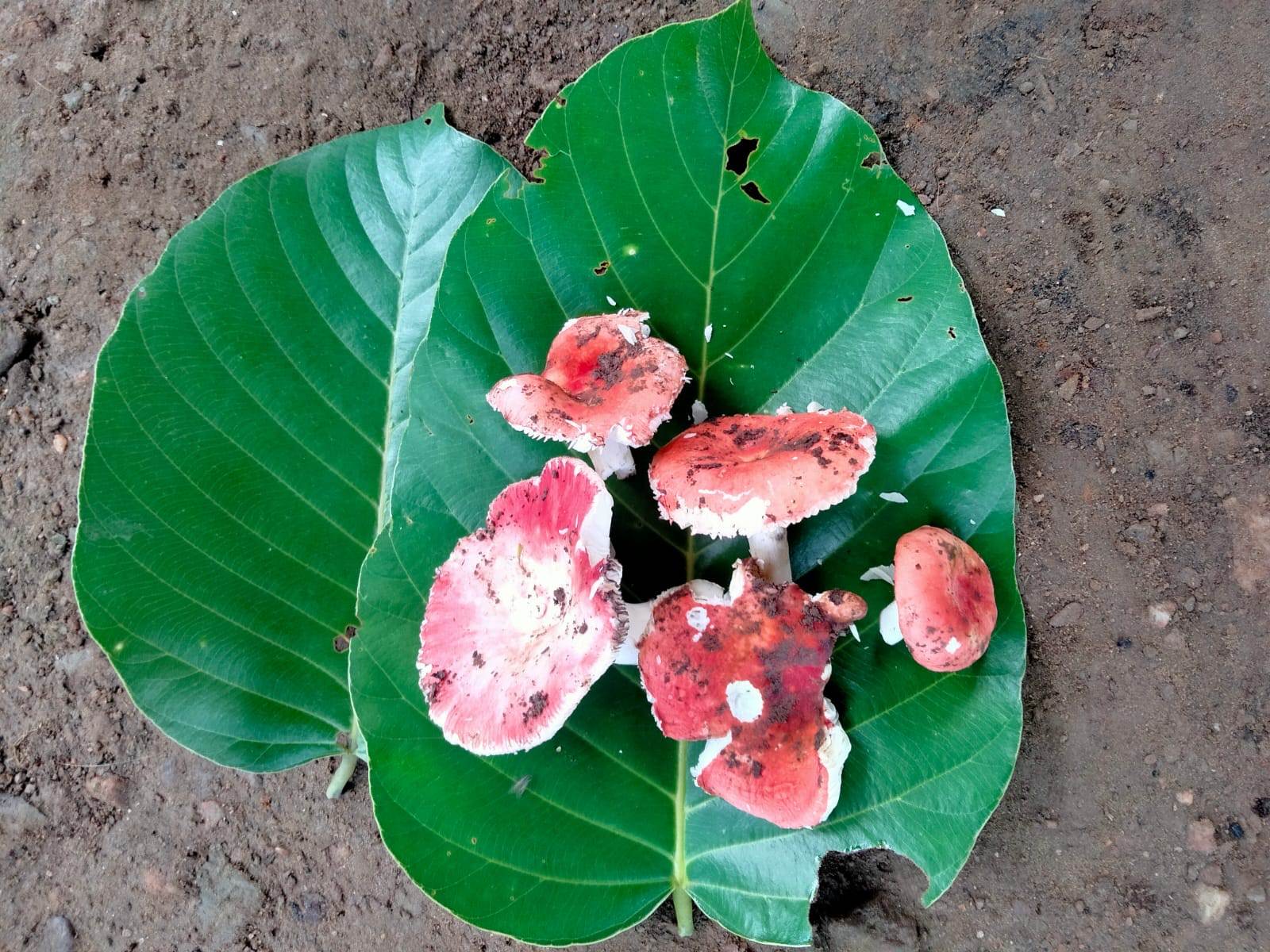 In Bengal, a tribal community dependant on forests for survival learns ...