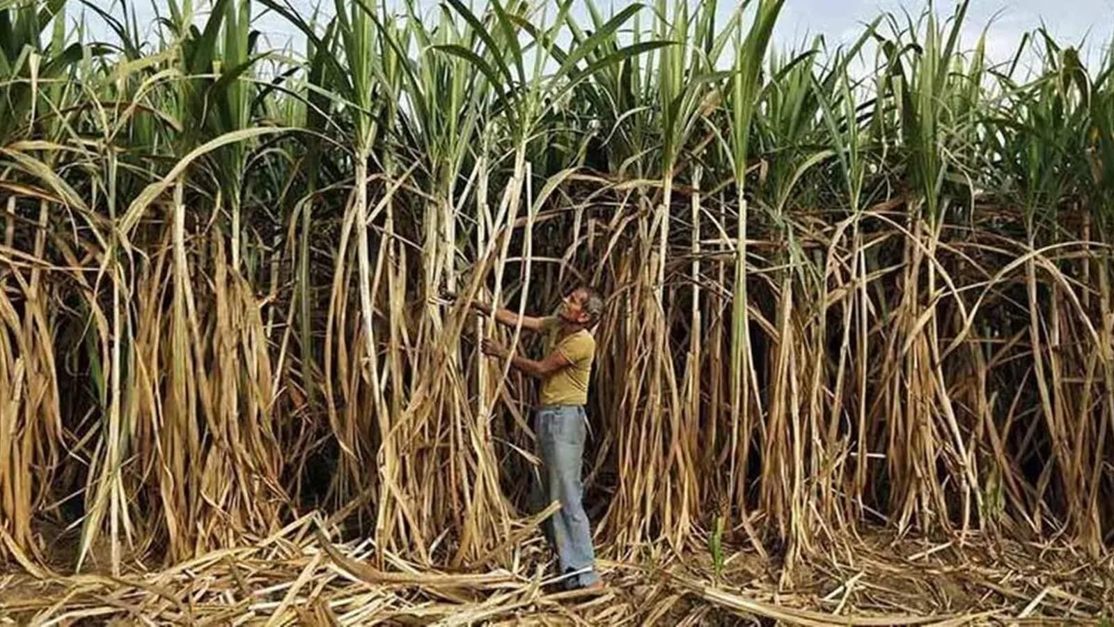 UP raises state cane price by Rs 20 per quintal for 2023-24 season ...