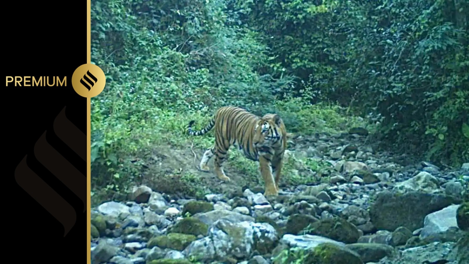 Tiger zinda hai: In Bengal’s Buxa reserve, big cat’s return brings ...