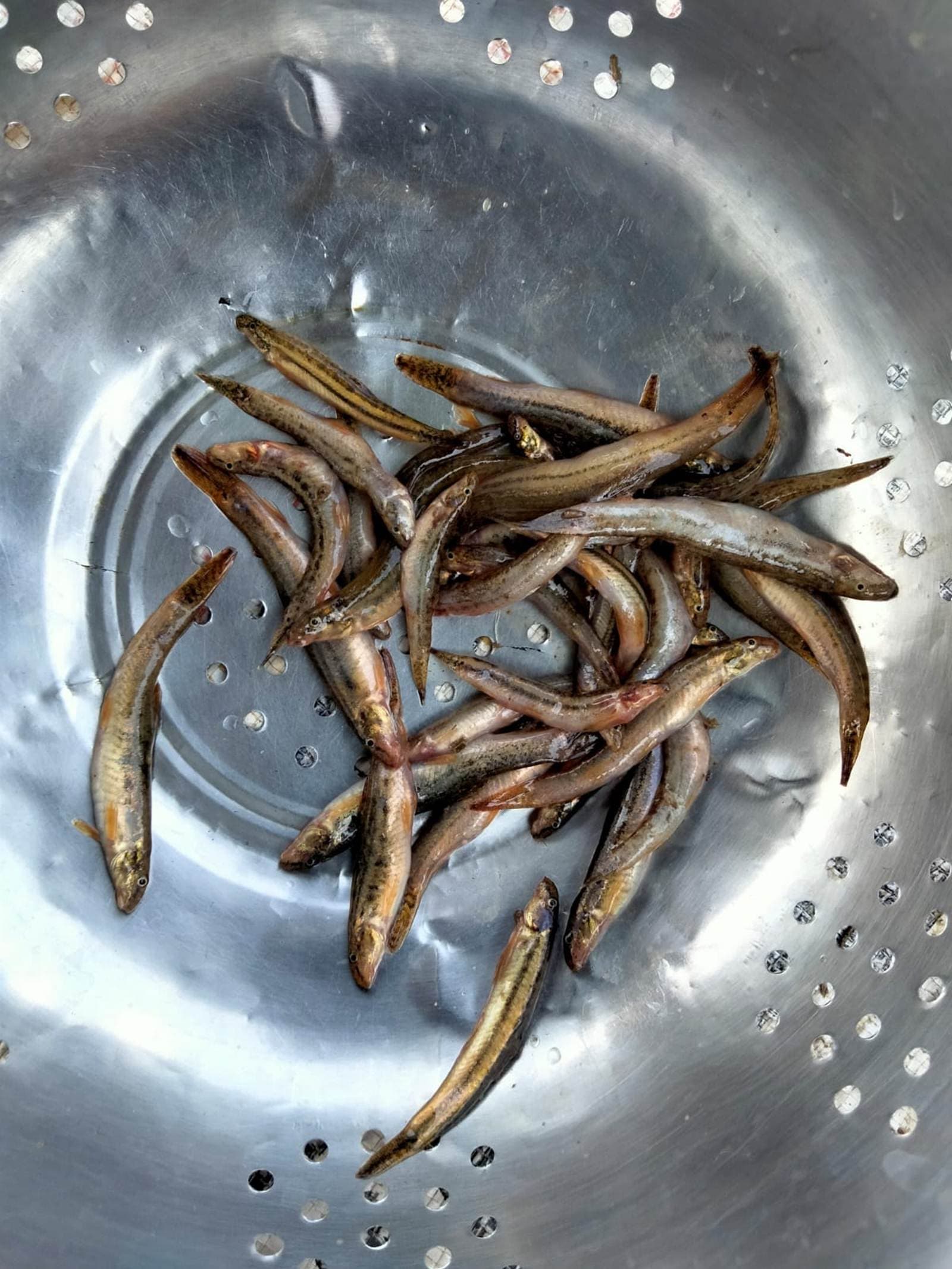 In Bengal, a tribal community dependant on forests for survival learns ...