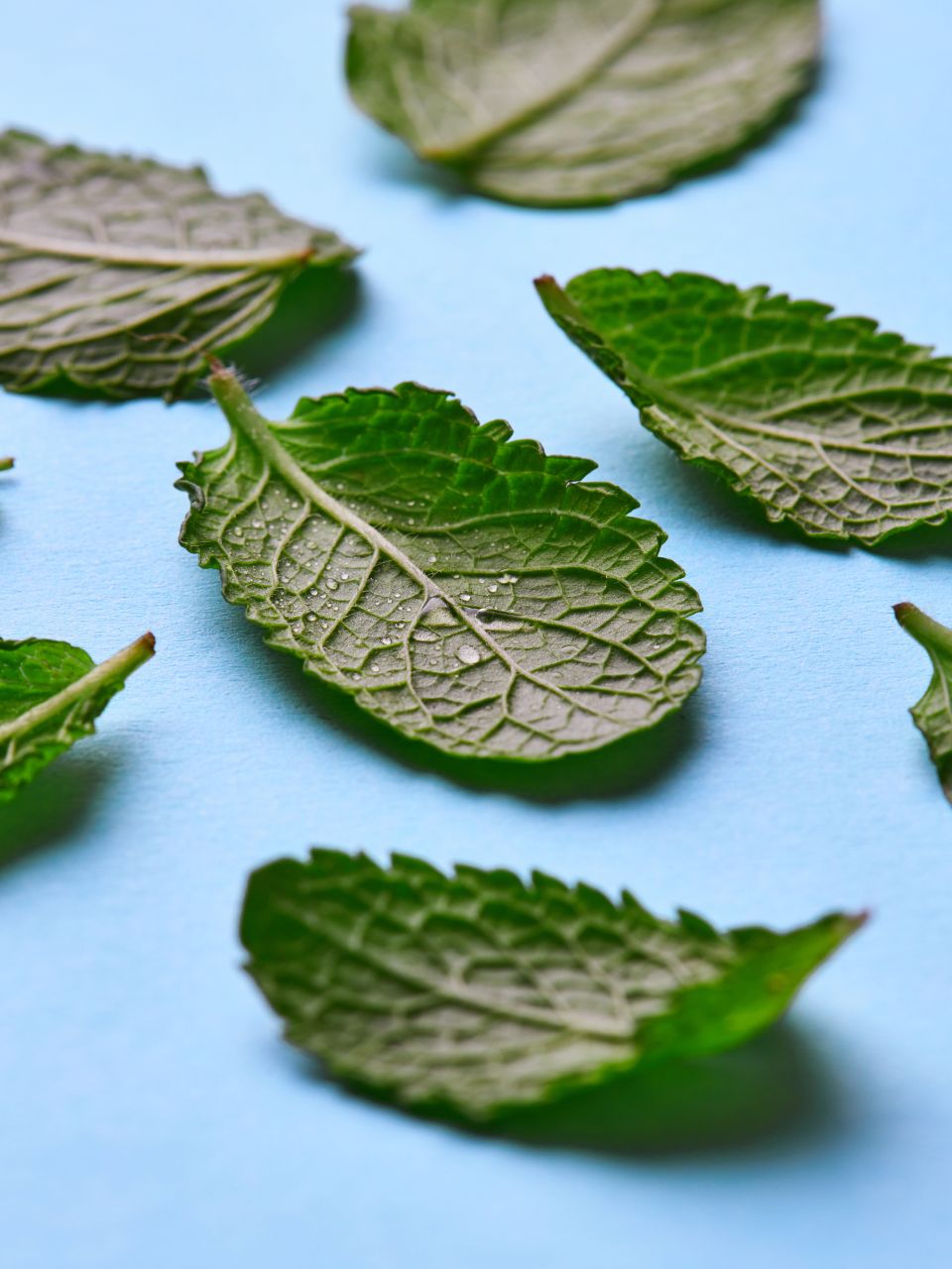 Balancing benefits and risks of mint consumption