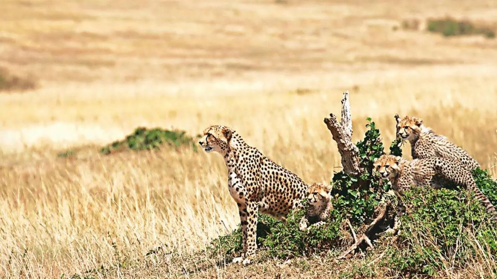 4 adult cheetahs brought to India from Africa have died due to ...