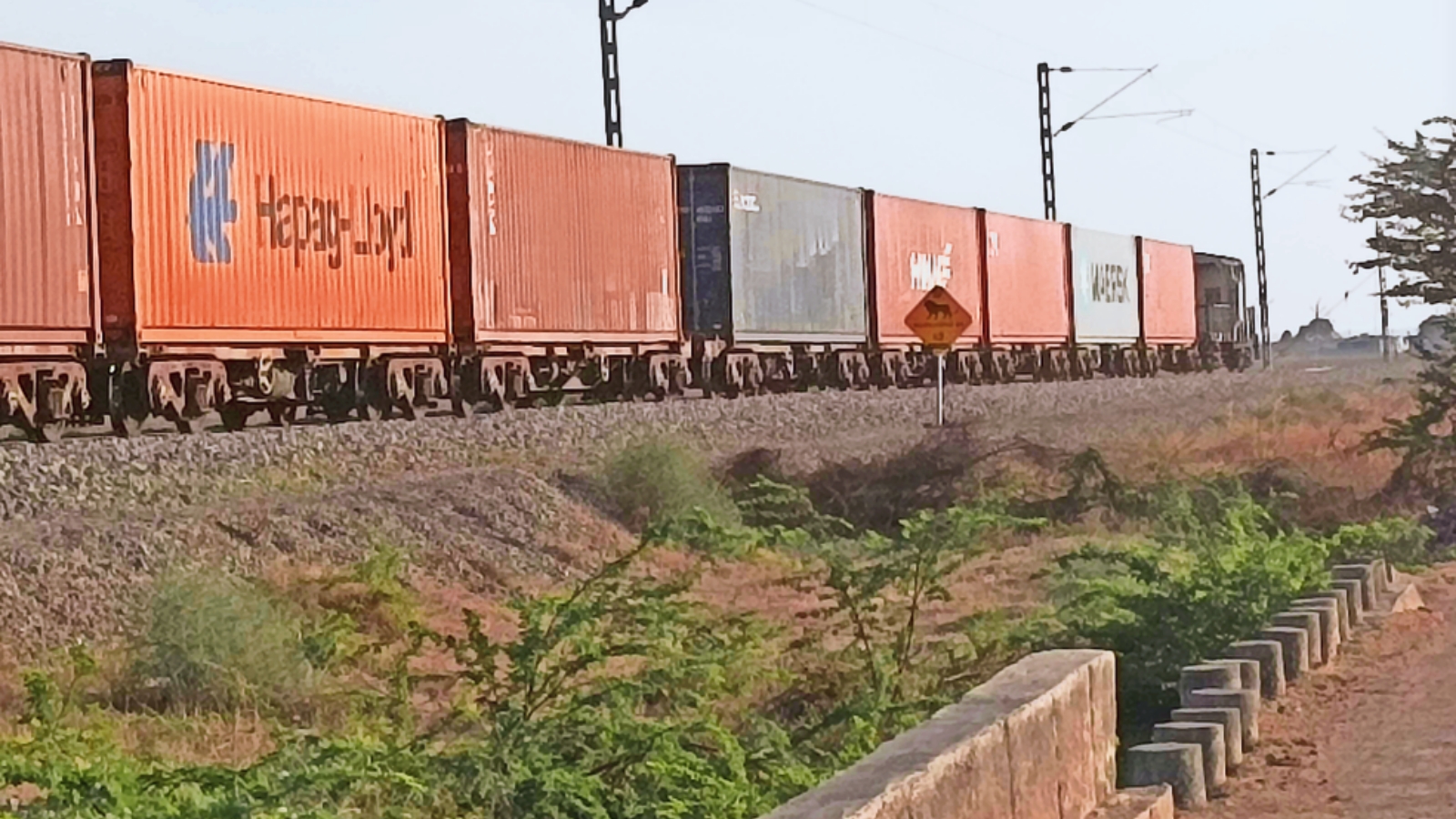 Lion sighting alerts near train tracks nearly doubled in a year ...