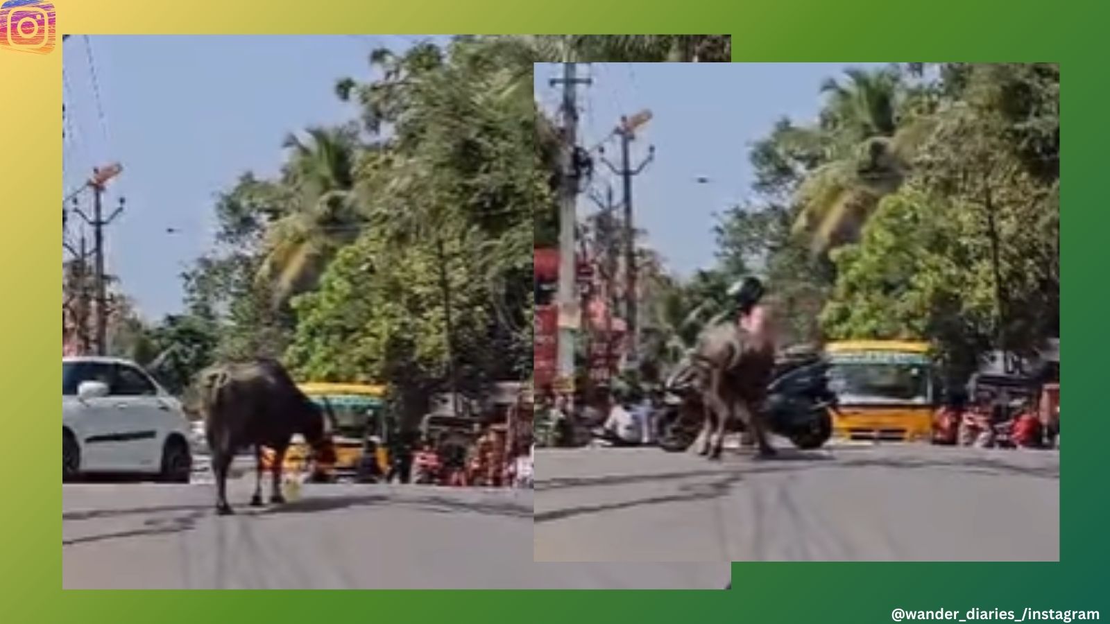 Viral video shows chaotic scene as bull charges at scooter rider ...