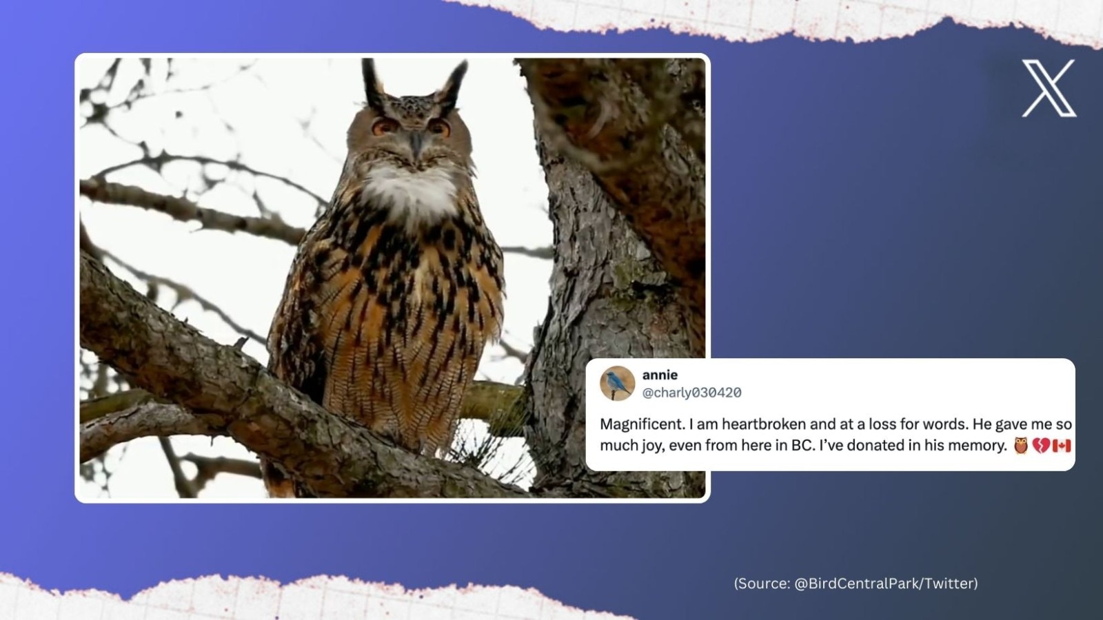 Beloved NYC owl ‘Flaco’ passes away; fans mourn his death | Trending ...