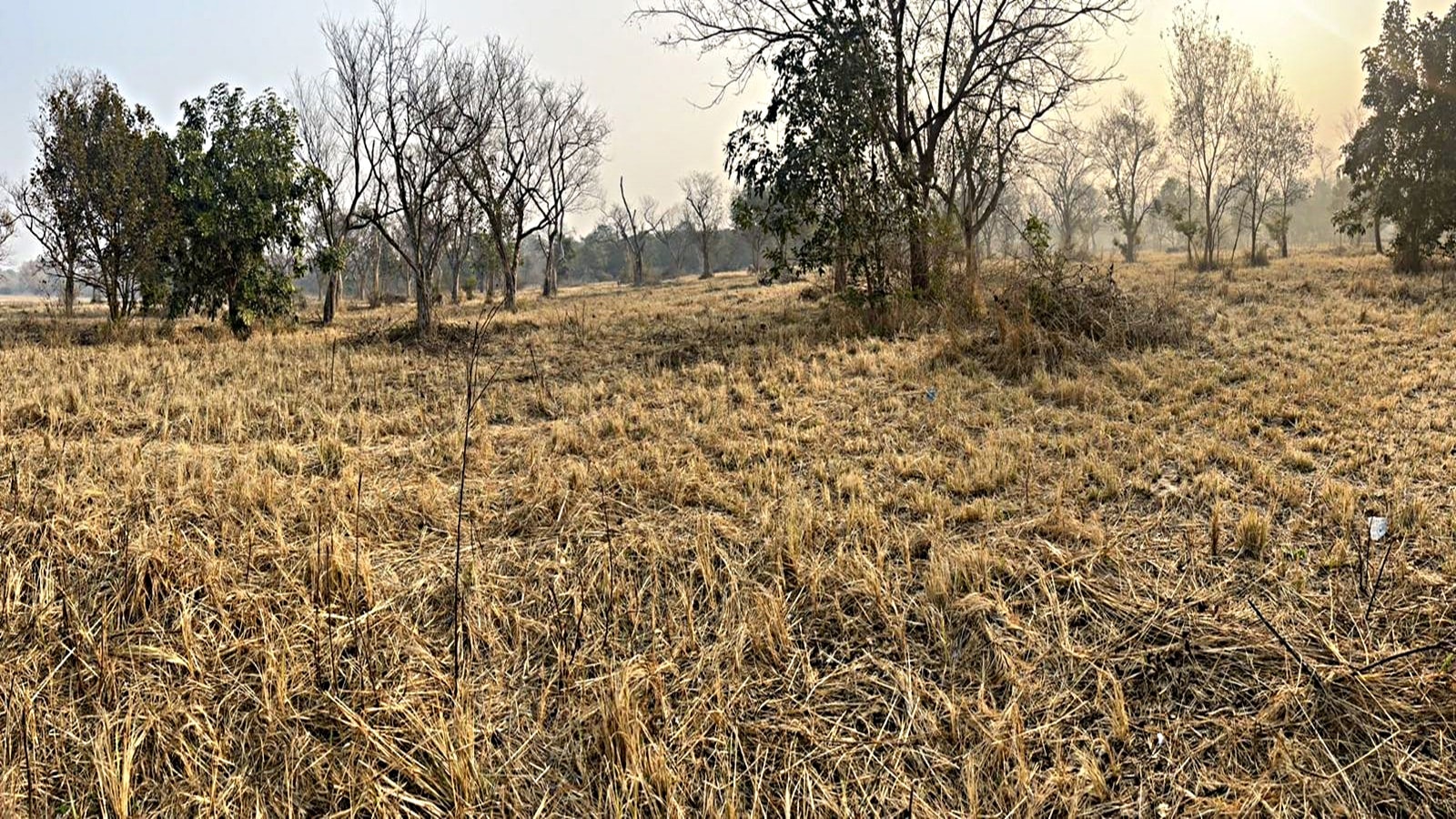 Barbed wire fencing in Rajendra Park: Environmentalists raise concern ... Barbed wire fencing in Rajendra Park: Environmentalists raise concern ...
