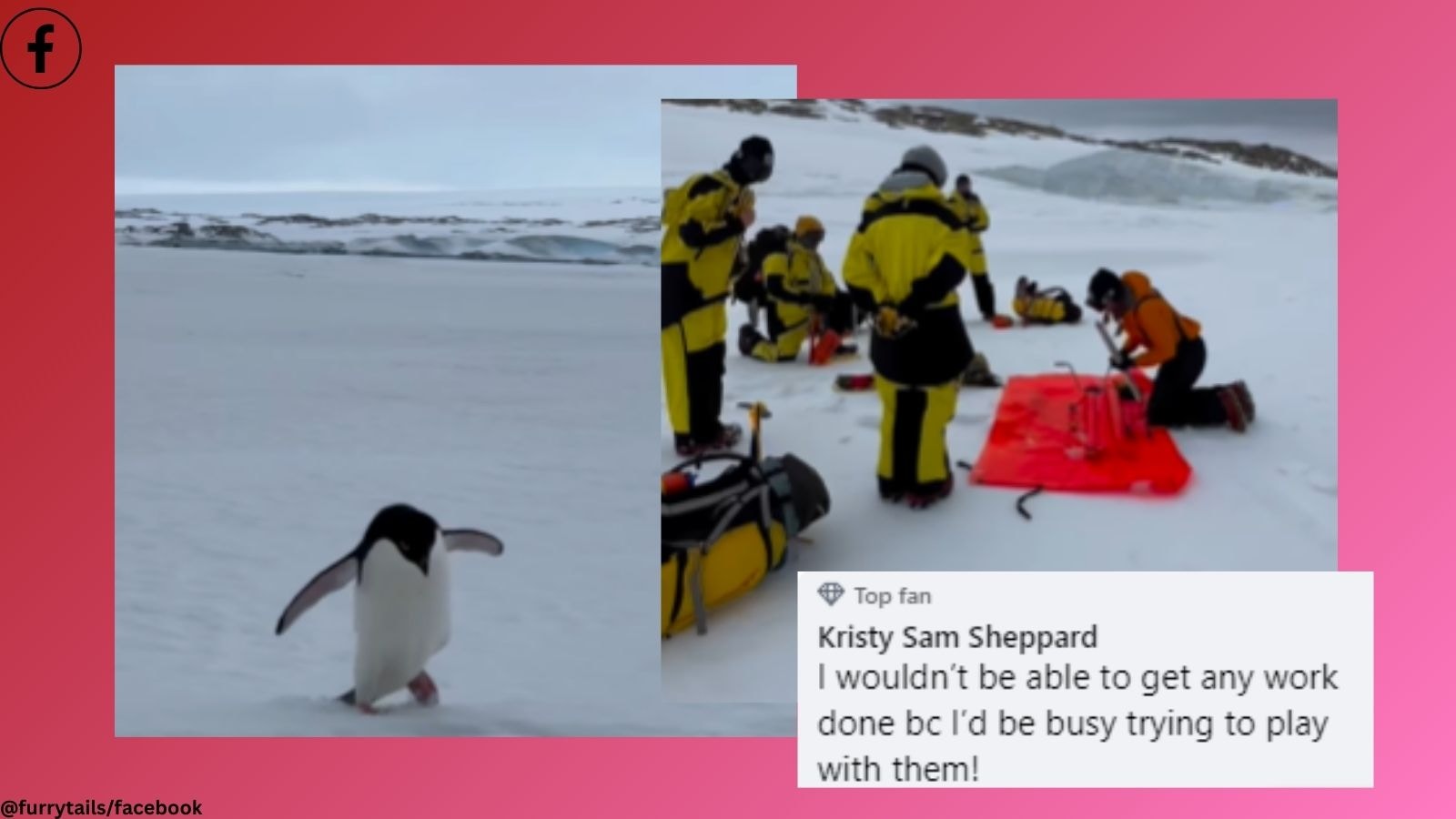 Penguins inspect work of Antarctic carpenter, video melts hearts online ...