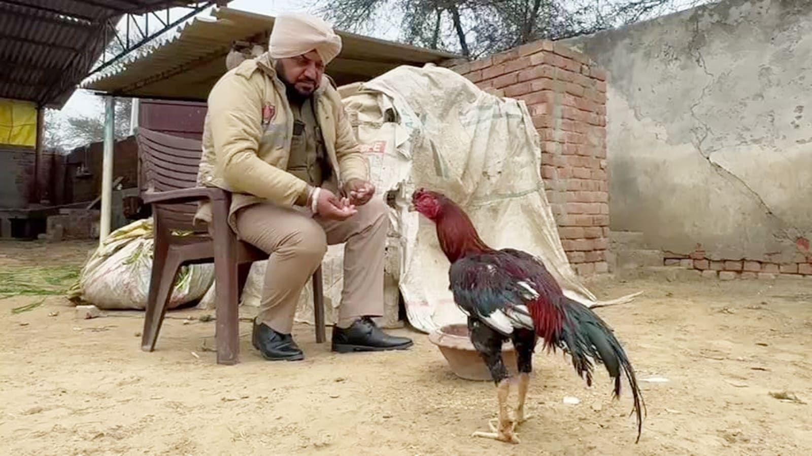 A bird in hand is worth two in the news: When Gurjit da Kukkar became ...