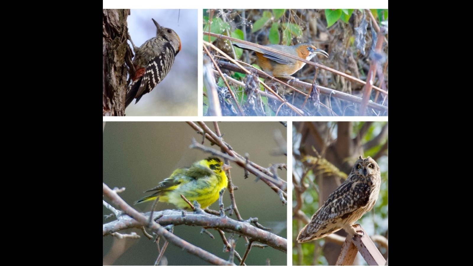 Chandigarh Bird Race to be held on Feb 11 | Chandigarh News - The ...