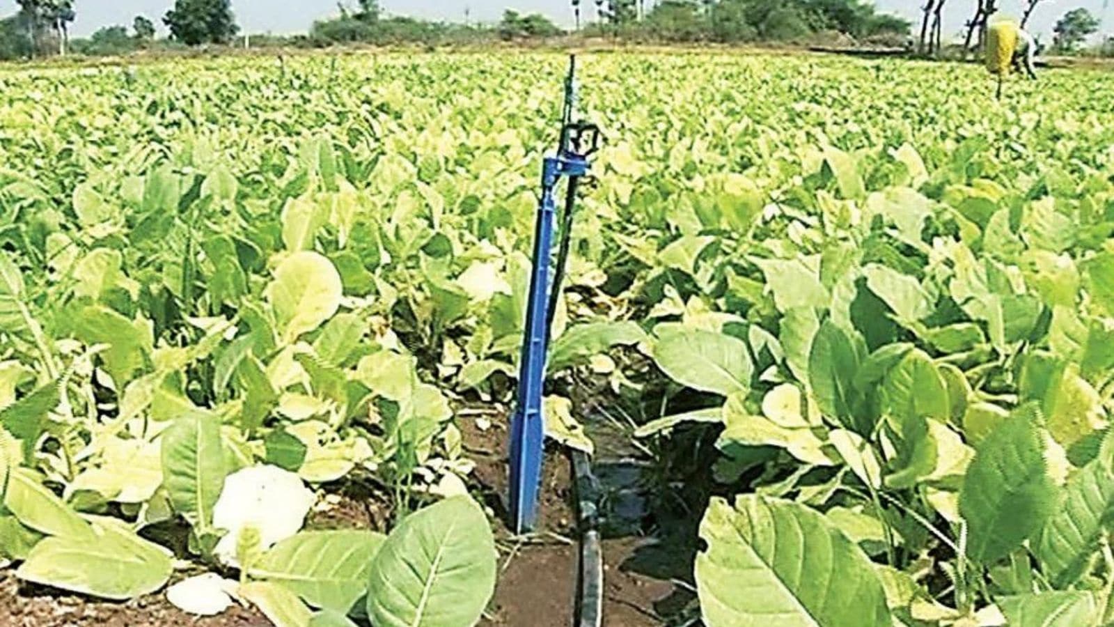 Centre approves interest free loan to cyclone-hit Andhra tobacco growers