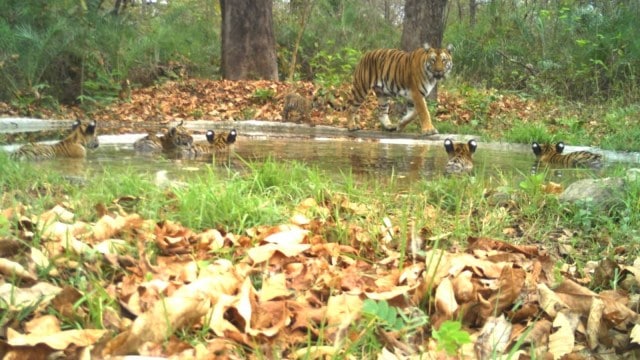 Watch: IFS officer shares photo of ‘hardworking’ tigress looking after ...