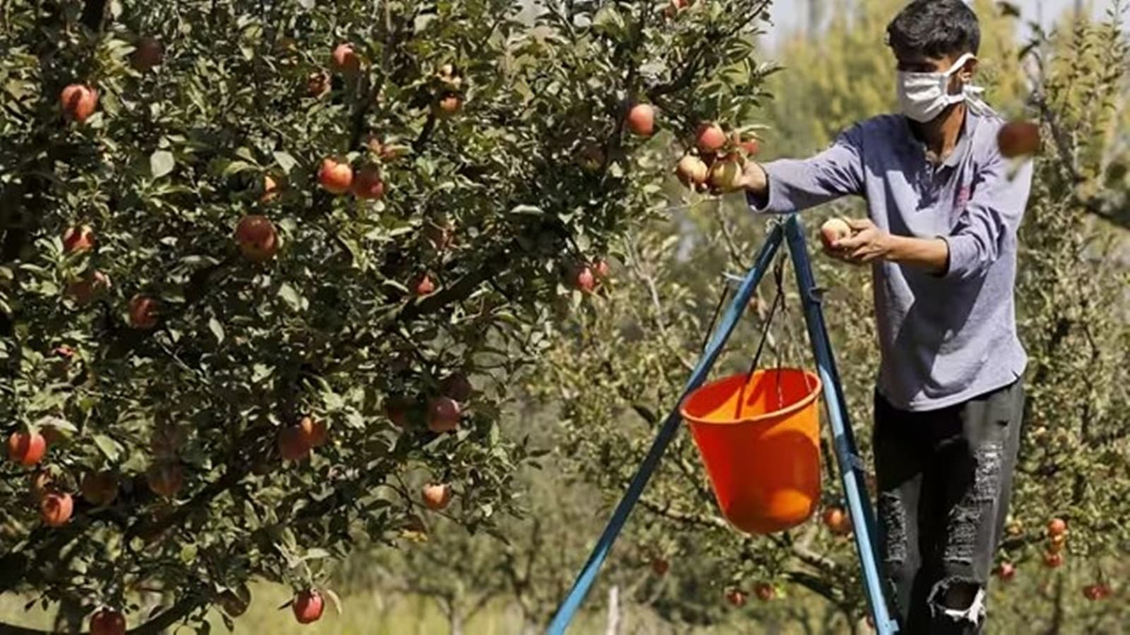 Red Sea crisis: As ships take longer route, apples, oranges to cost more this year | Pune News ...