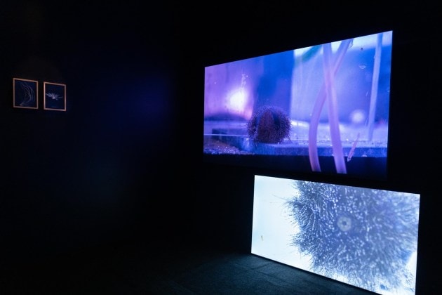 Art meets ecology: ‘Critical Zones’ exhibition spotlights Earth’s ...